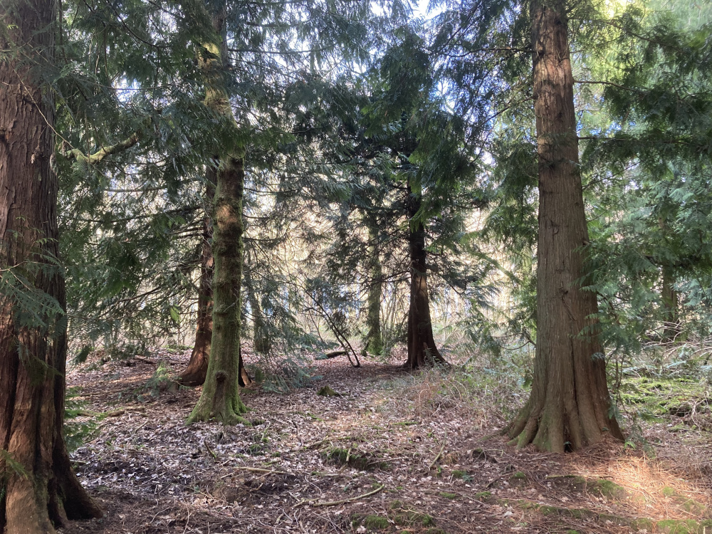 Spinosa Wood Particulars